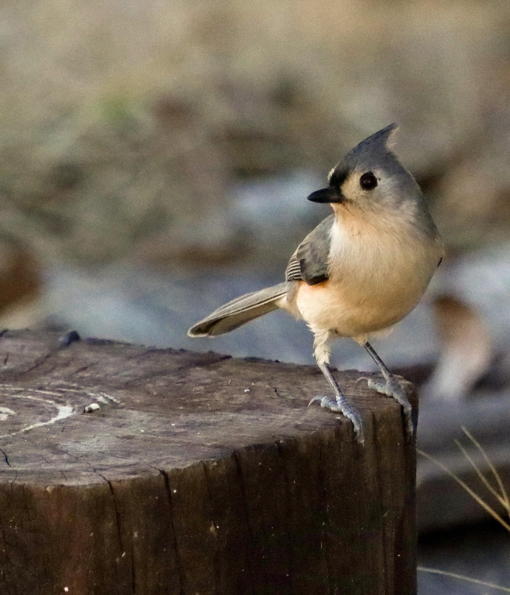 Tufted Titmouse! – Sharing God's Love and Grace