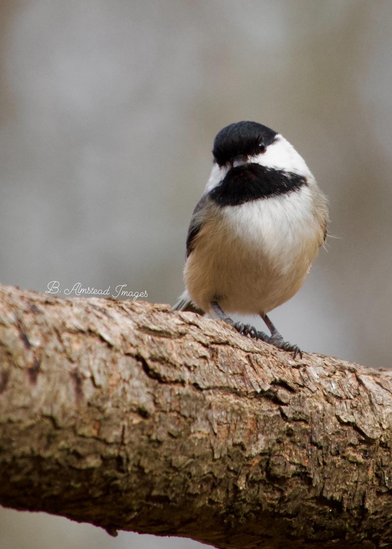 Chickadees! – Sharing God's Love and Grace