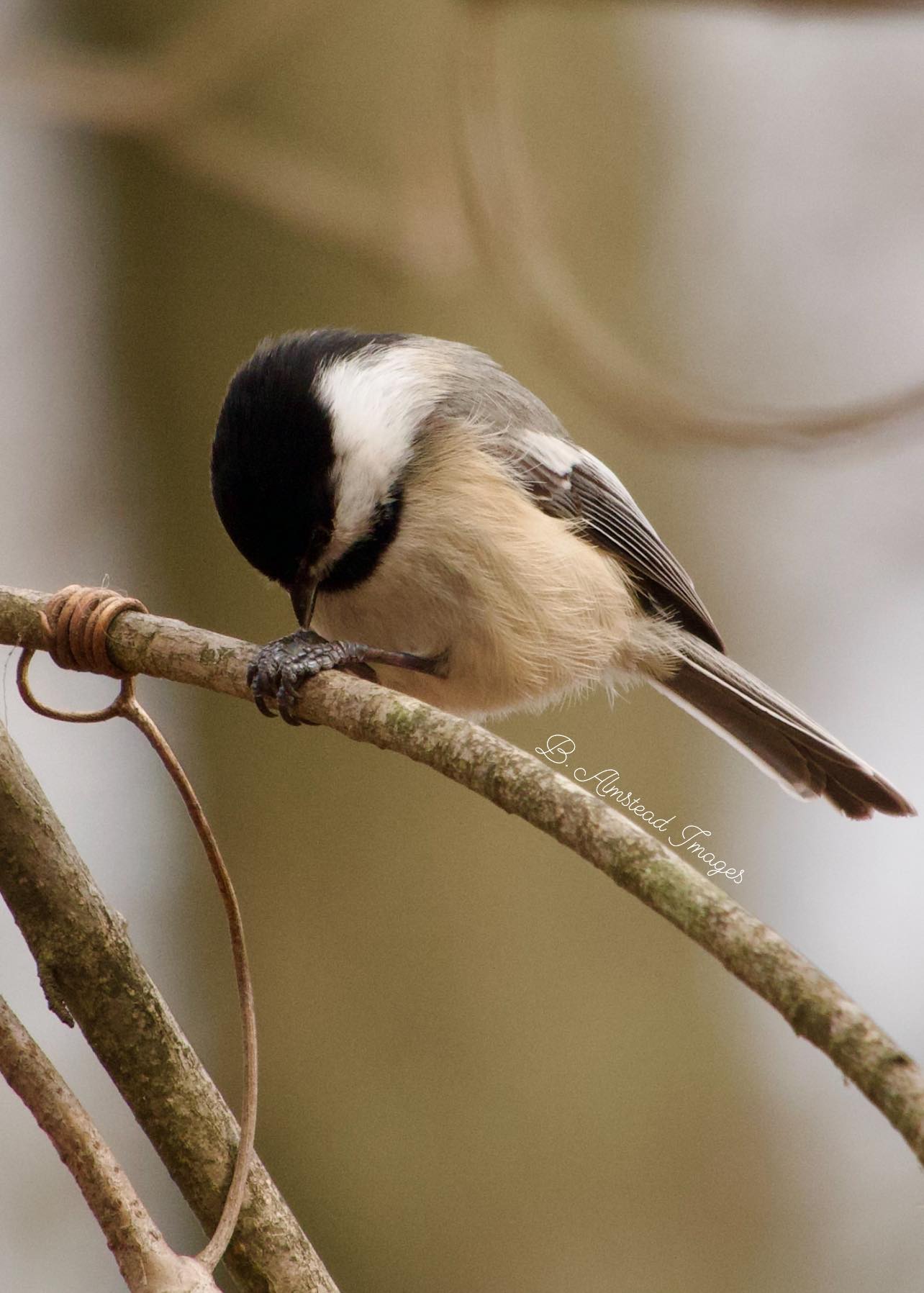 Chickadees! – Sharing God's Love and Grace