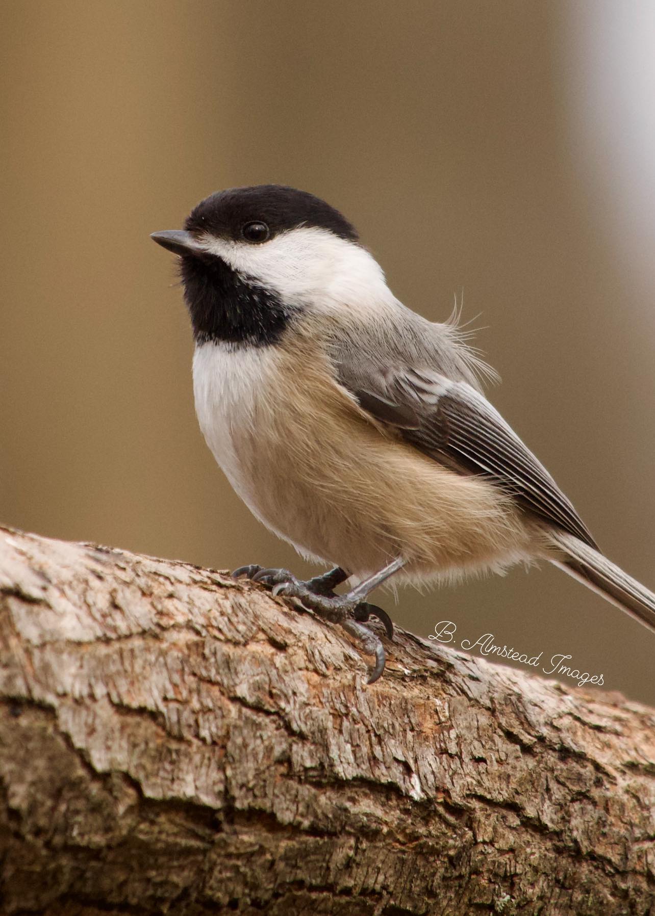 Chickadees! – Sharing God's Love and Grace