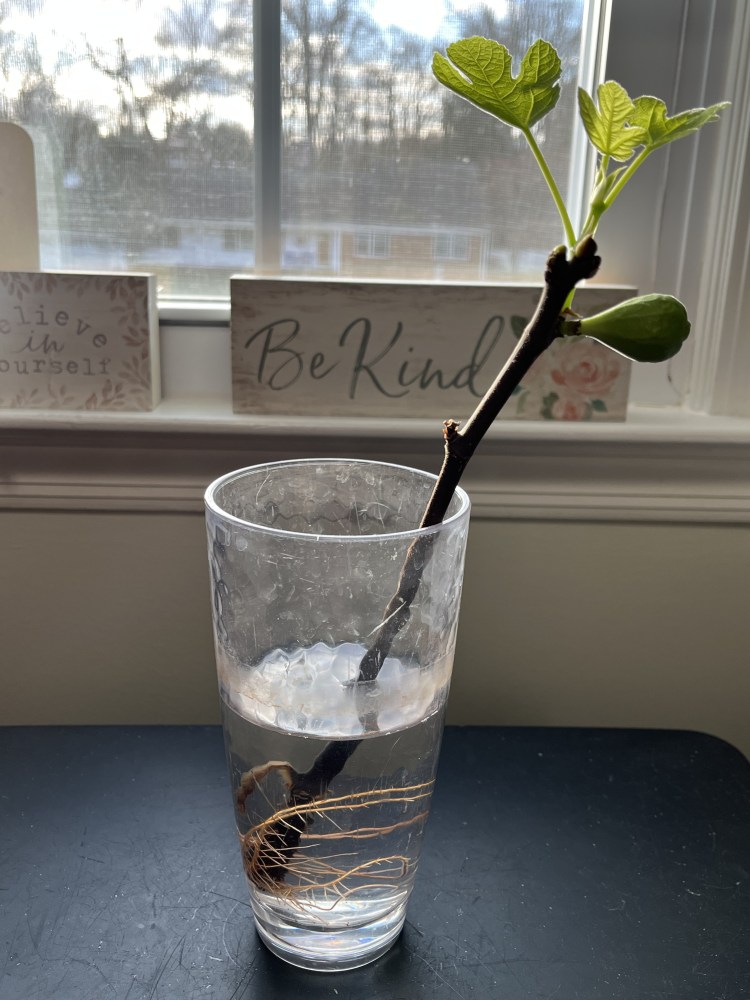 The Lesson of the Fig Tree – Sharing God's Love and Grace
